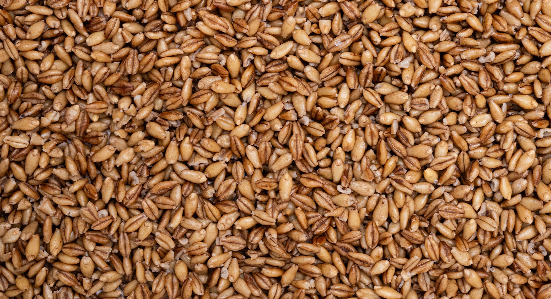 What is BARLEYMAX® – Elevate Food Co.